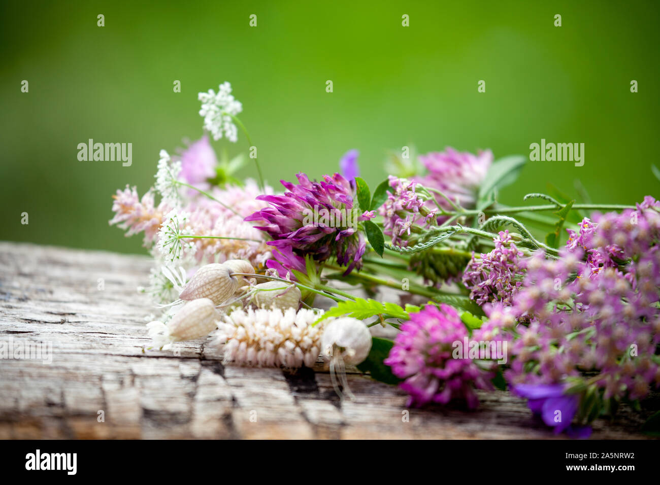 High mountain flowers hi-res stock photography and images - Alamy