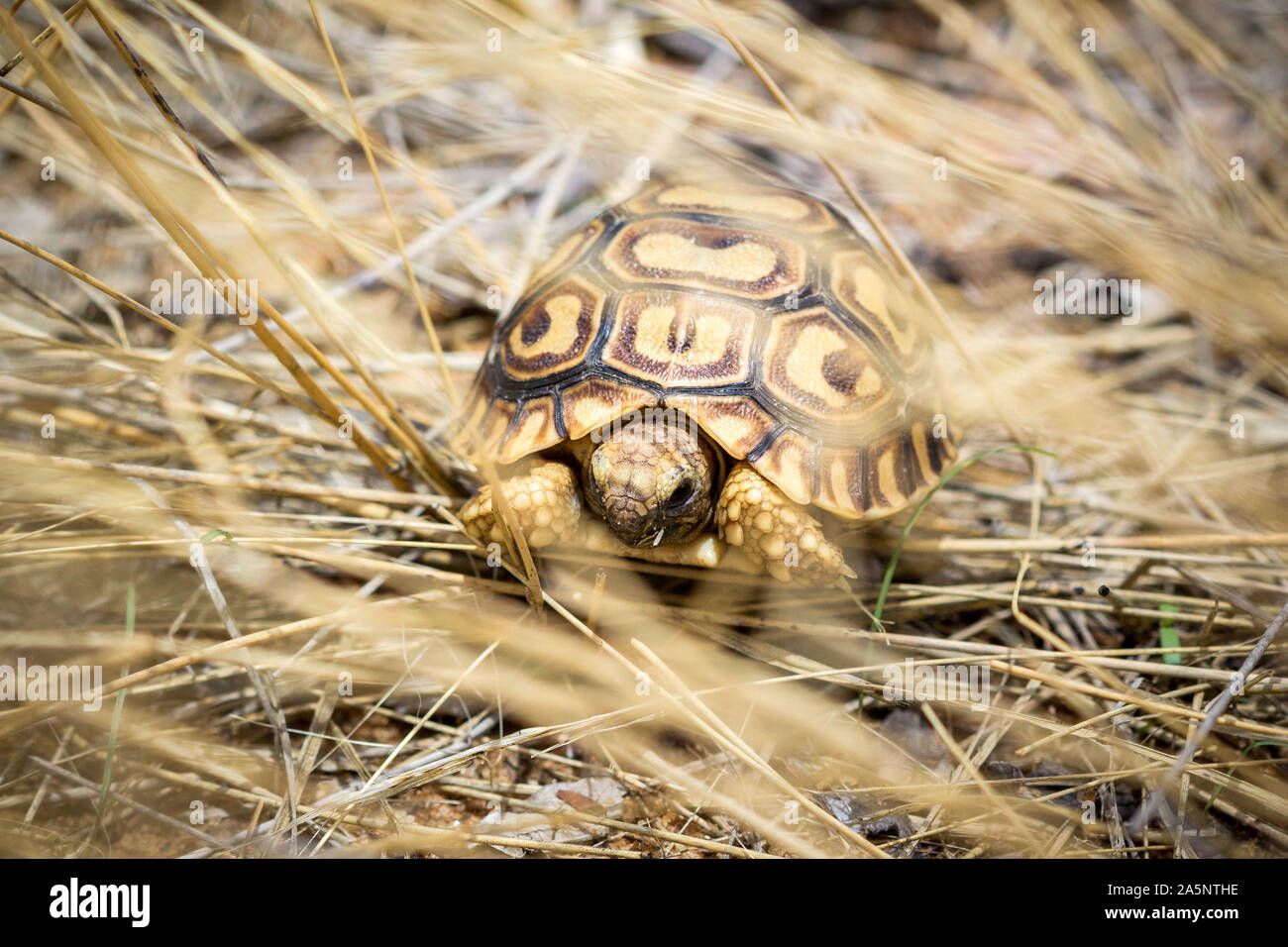 Young and little tortoise hiding in high grass, Namibia, Africa Stock ...