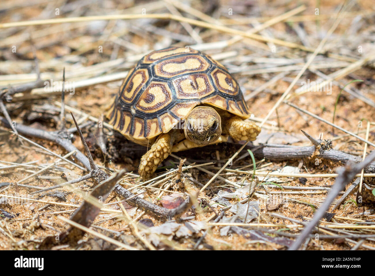 Little tortoise hi-res stock photography and images - Alamy