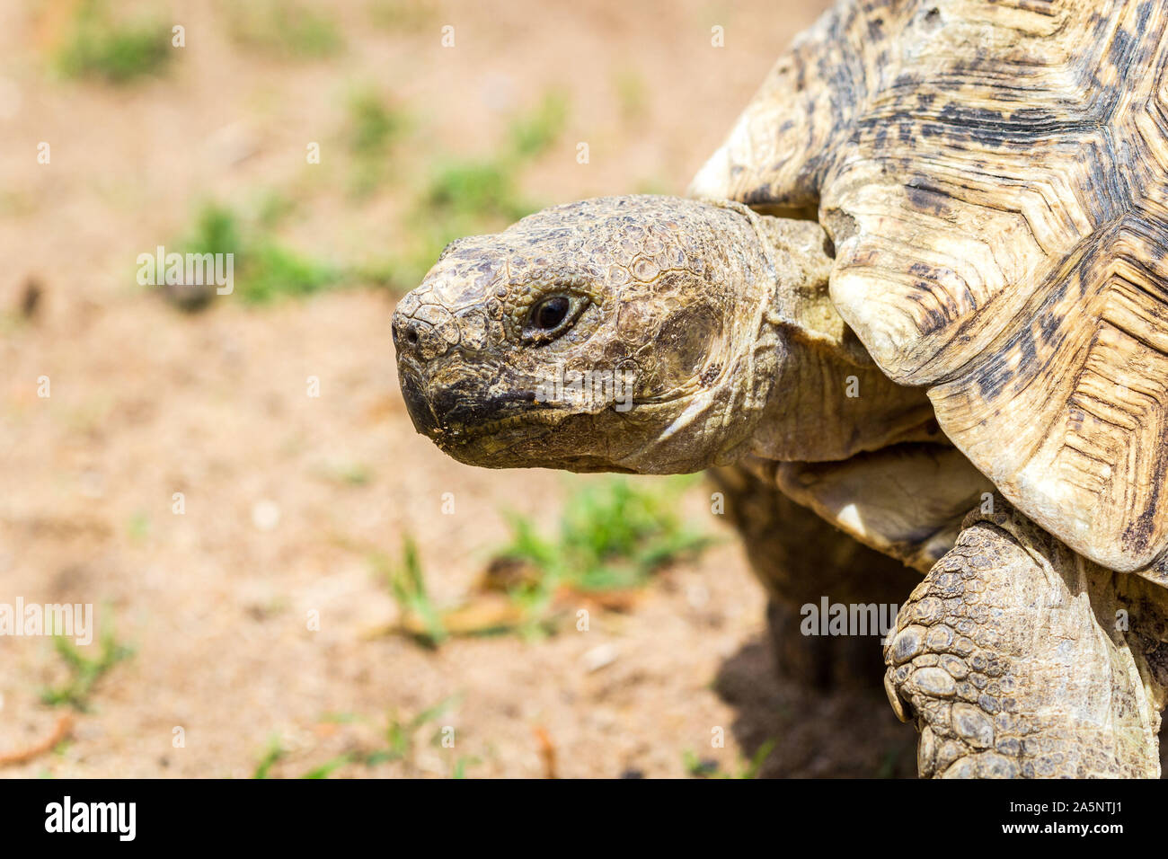 Tortoise eye hi-res stock photography and images - Alamy