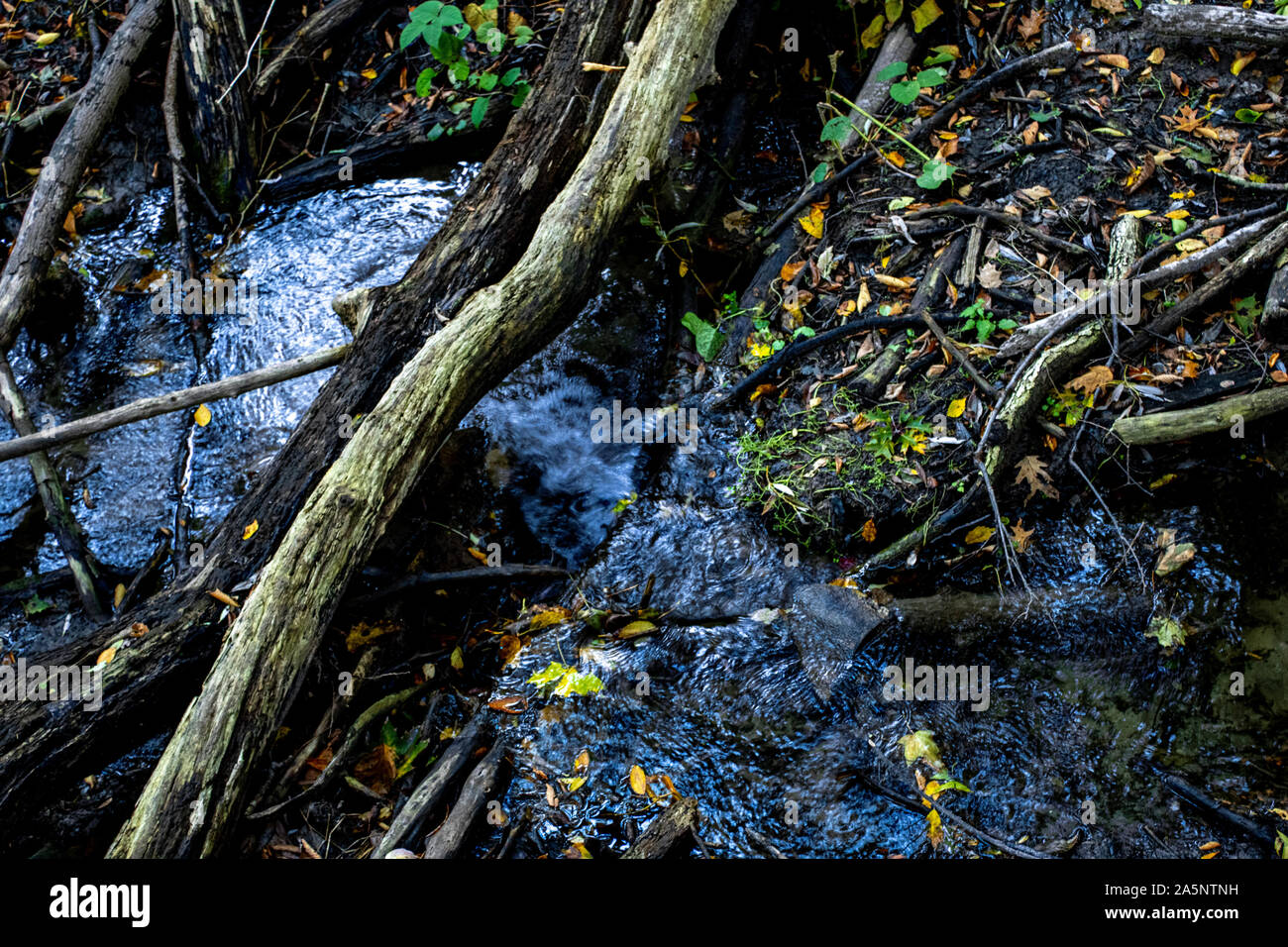 Little stream in a ravine in Toronto Stock Photo - Alamy