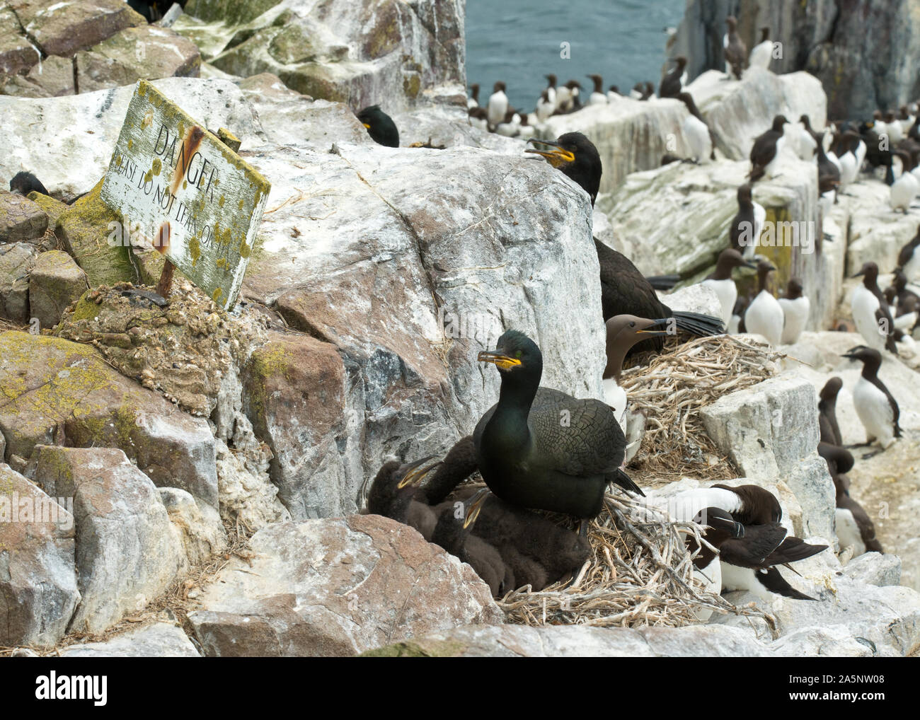 Common shag (European shag) nesting on seacliffs. Farne Islands ...