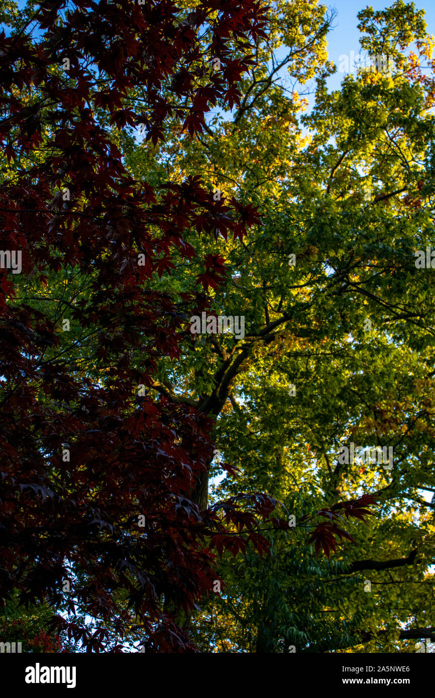 Looking up trees as they change colors in the fall Stock Photo - Alamy