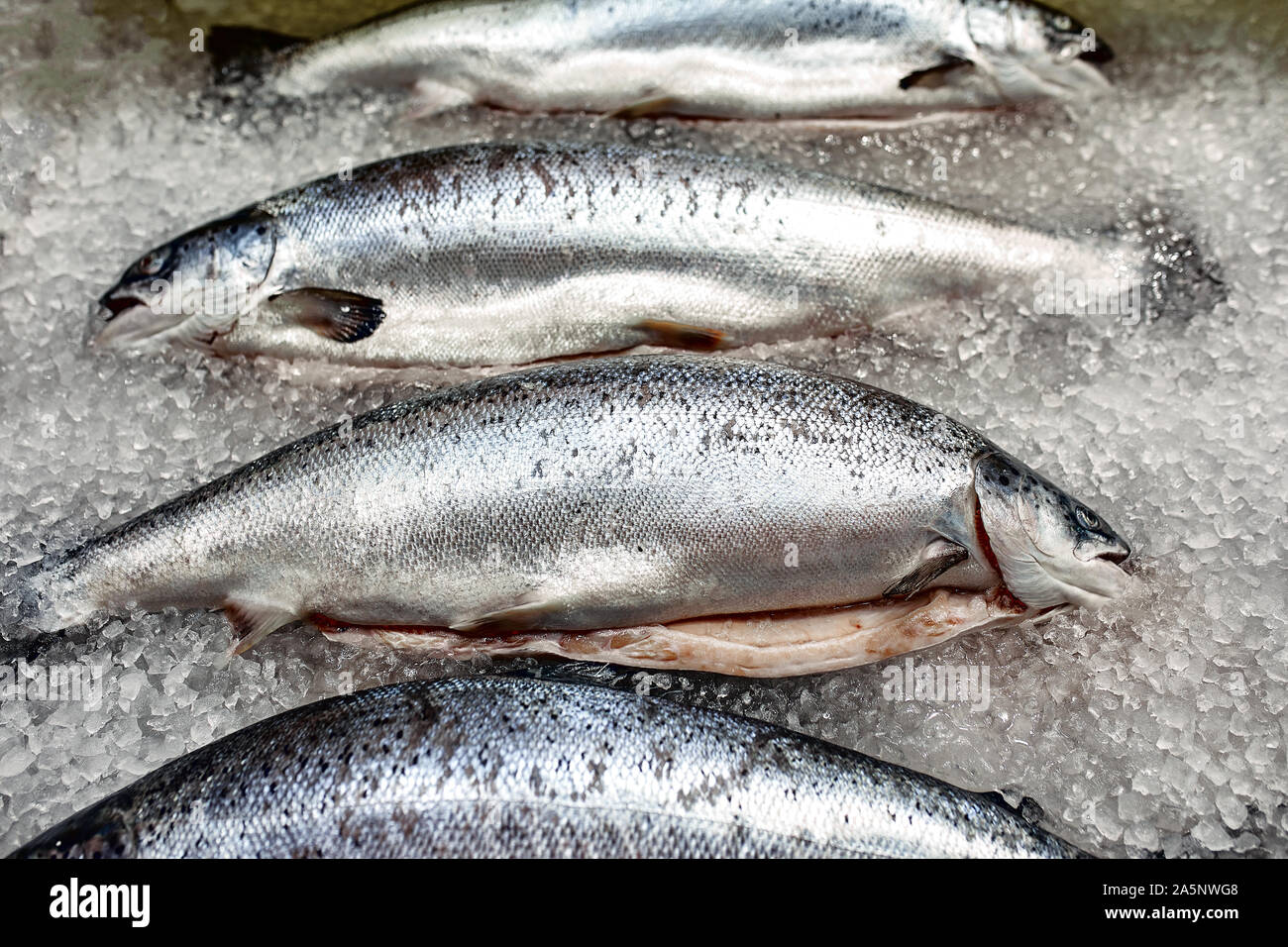 Showcase with fresh fish on ice, sturgeon, beluga, salmon, gastronomy ...