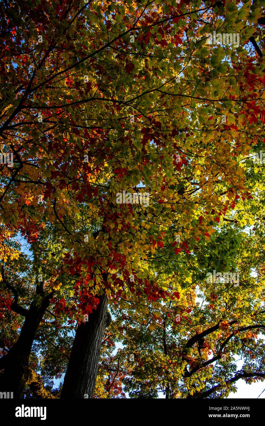 Looking up trees as they change colors in the fall Stock Photo - Alamy