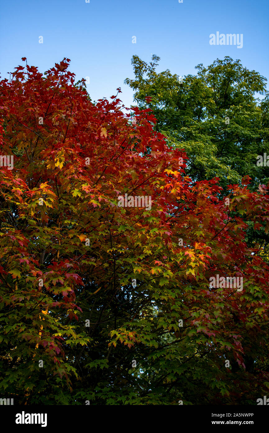 Top of trees changing colors in an autumn day Stock Photo - Alamy