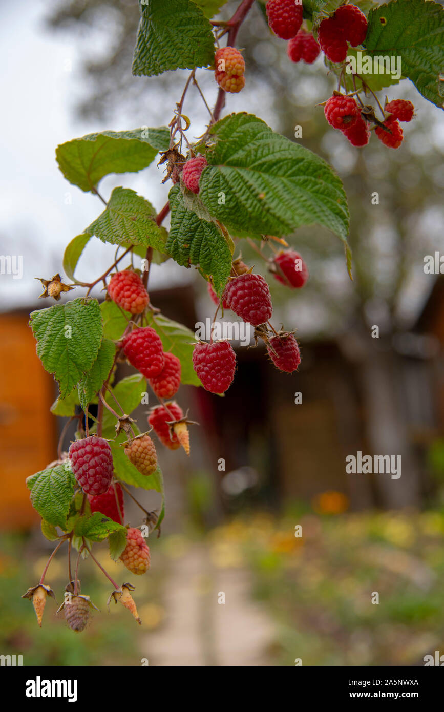 Mature growth raspberries hi-res stock photography and images - Alamy