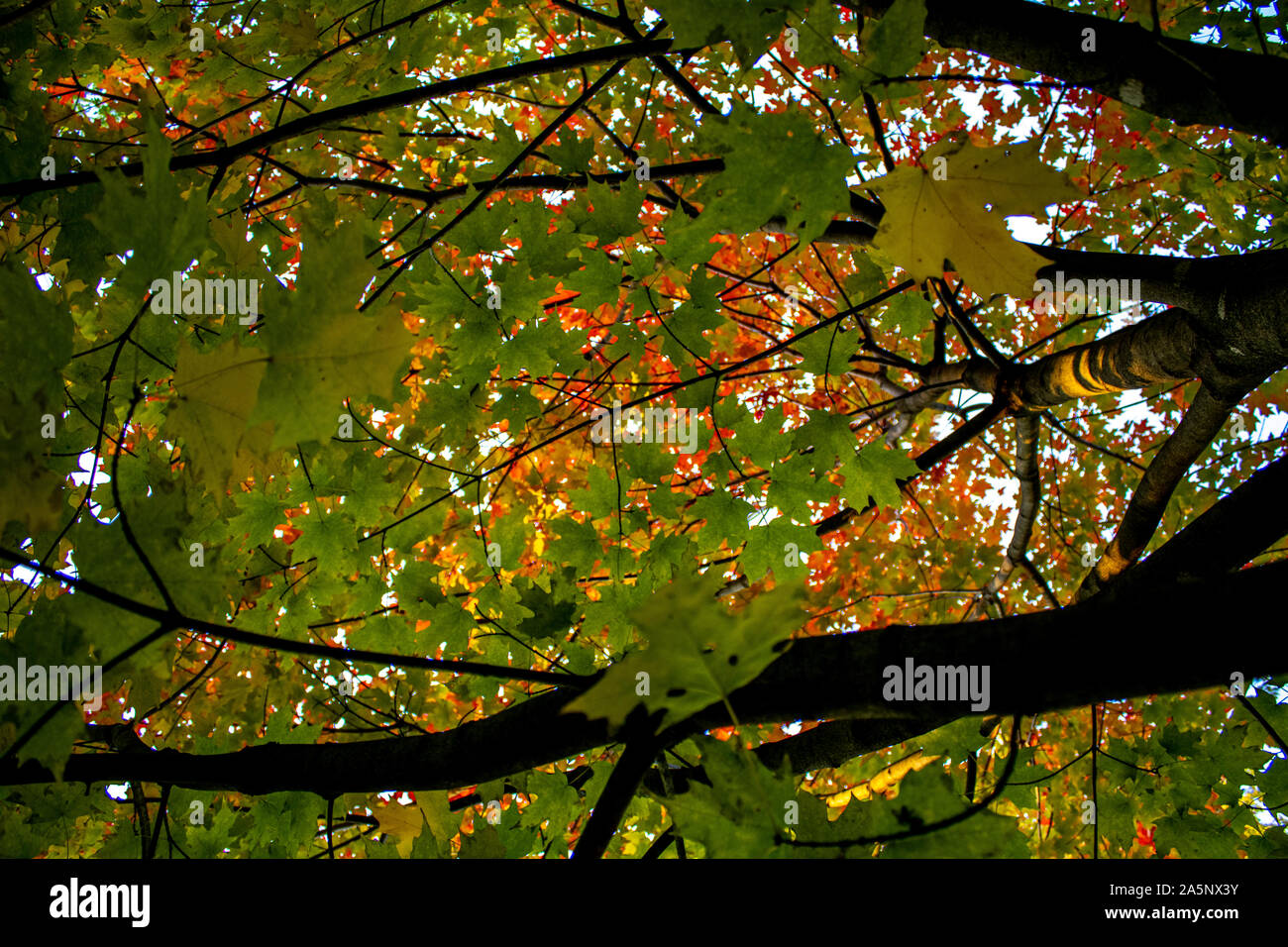 Looking up trees as they change colors in the fall Stock Photo - Alamy