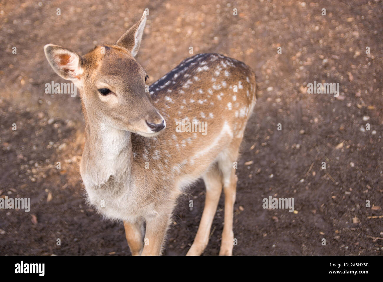 Deer animal in zoo Stock Photo - Alamy