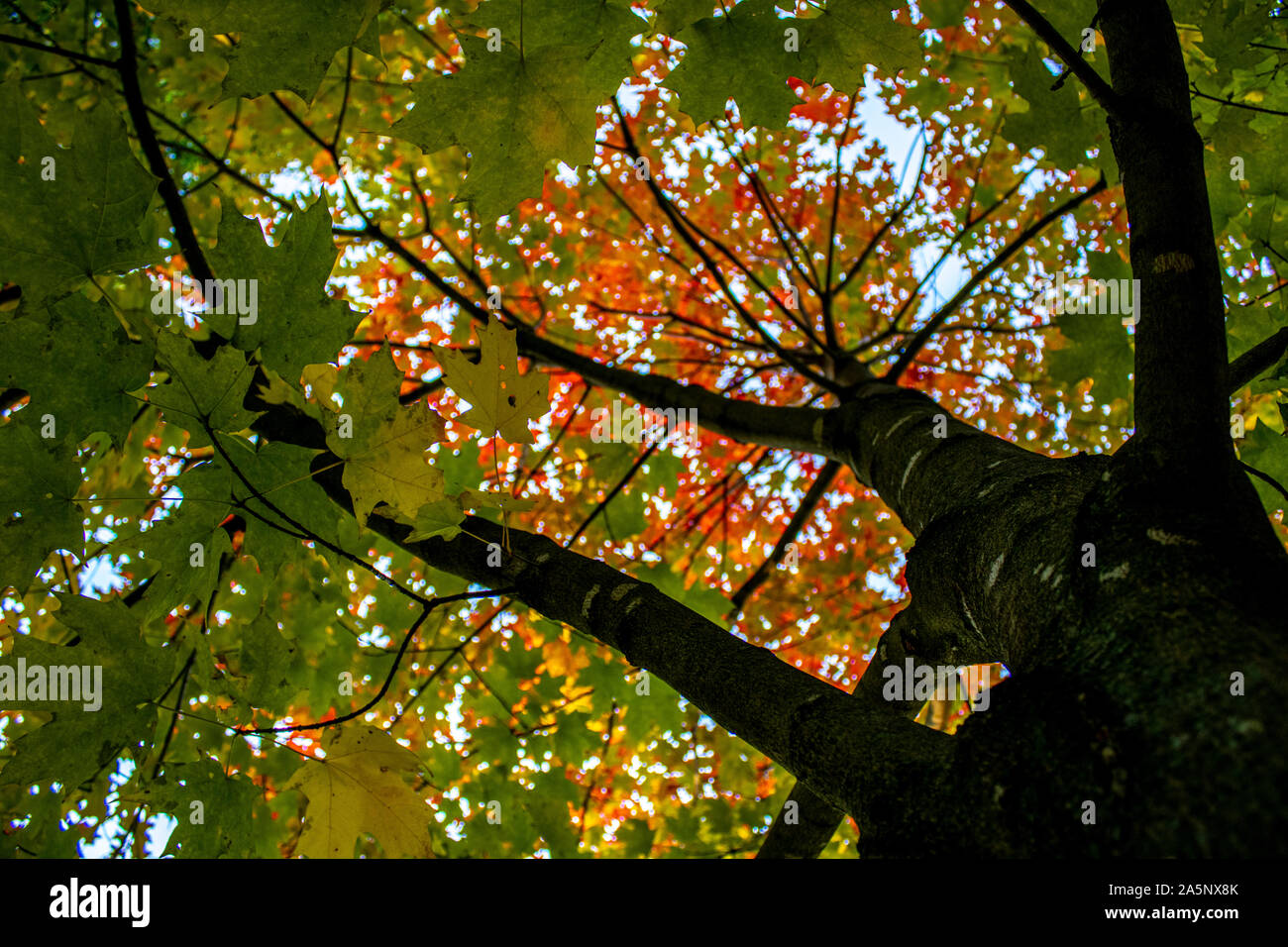 Looking up trees as they change colors in the fall Stock Photo - Alamy