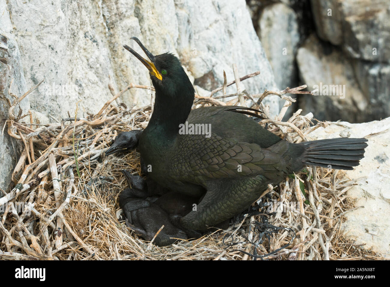 Common shag (European shag) nesting on seacliffs. Farne Islands ...