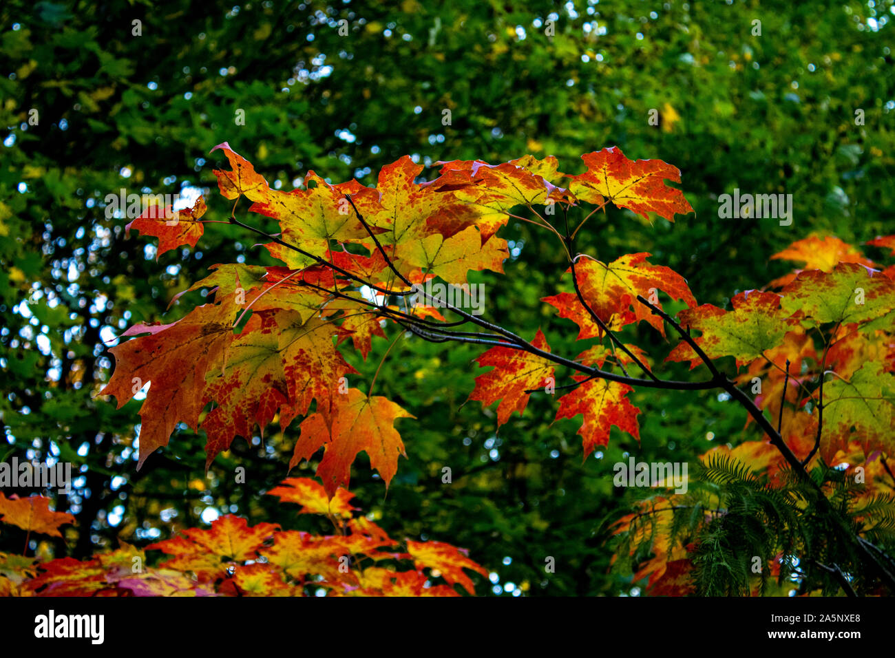 Close up of leaves changing color in the Fall Stock Photo - Alamy