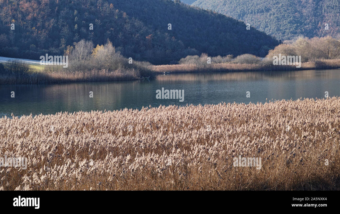 Reed landscape plant hi-res stock photography and images - Alamy