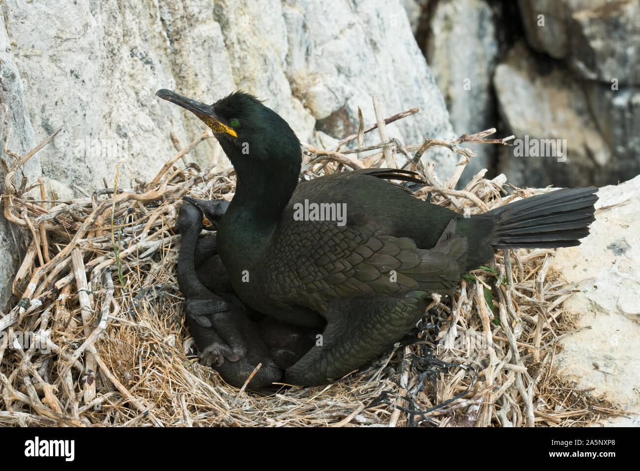 Common shag (European shag) nesting on seacliffs. Farne Islands ...