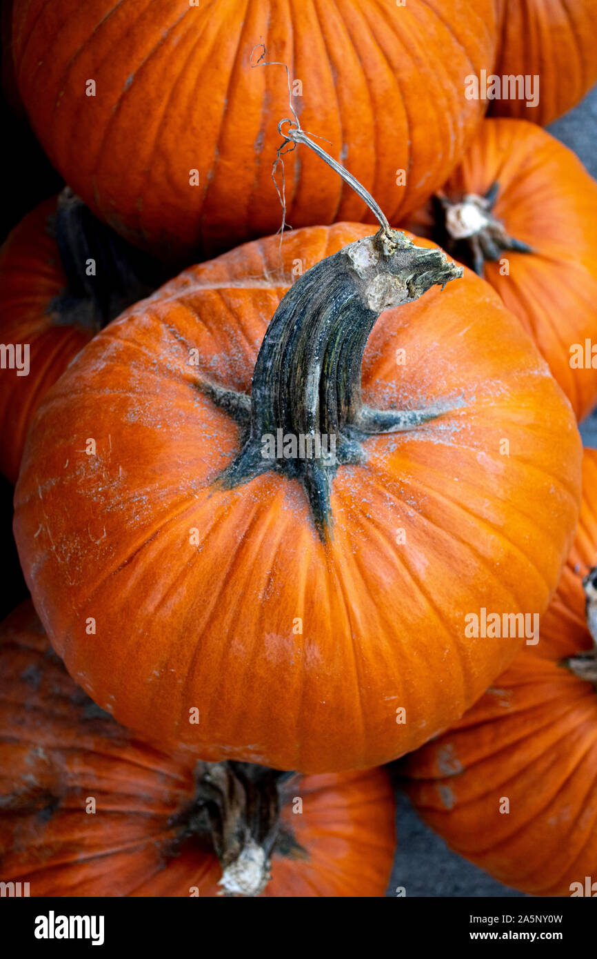 Large pumpkins hi-res stock photography and images - Alamy
