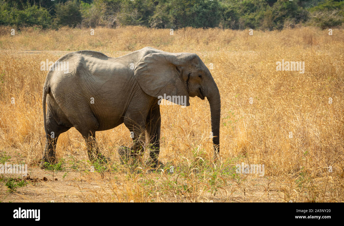 Side view elephant hi-res stock photography and images - Alamy