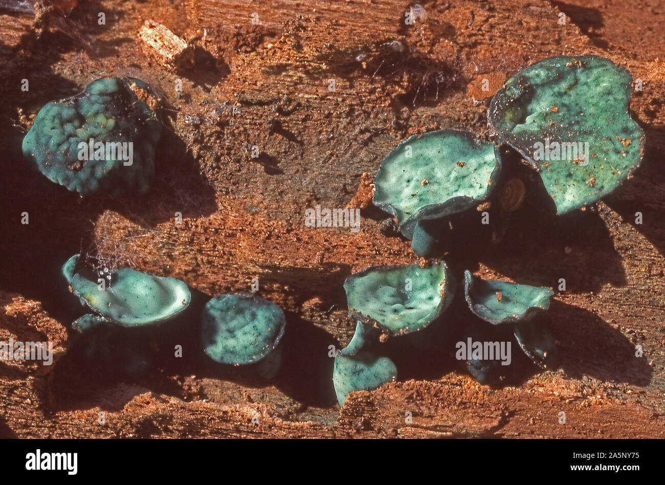 Chlorosplenium aeruginascens hi-res stock photography and images - Alamy