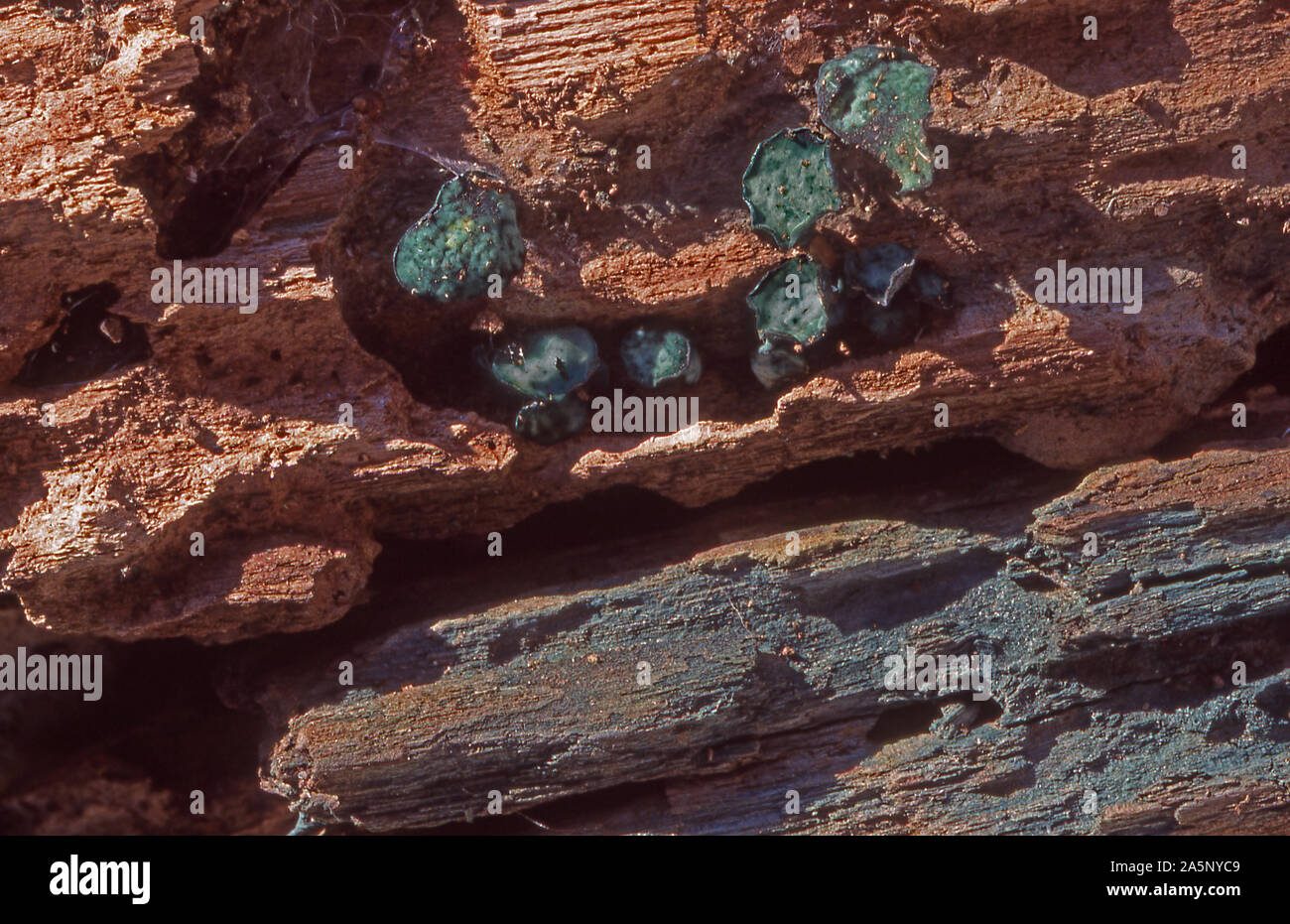 Chlorosplenium hi-res stock photography and images - Alamy