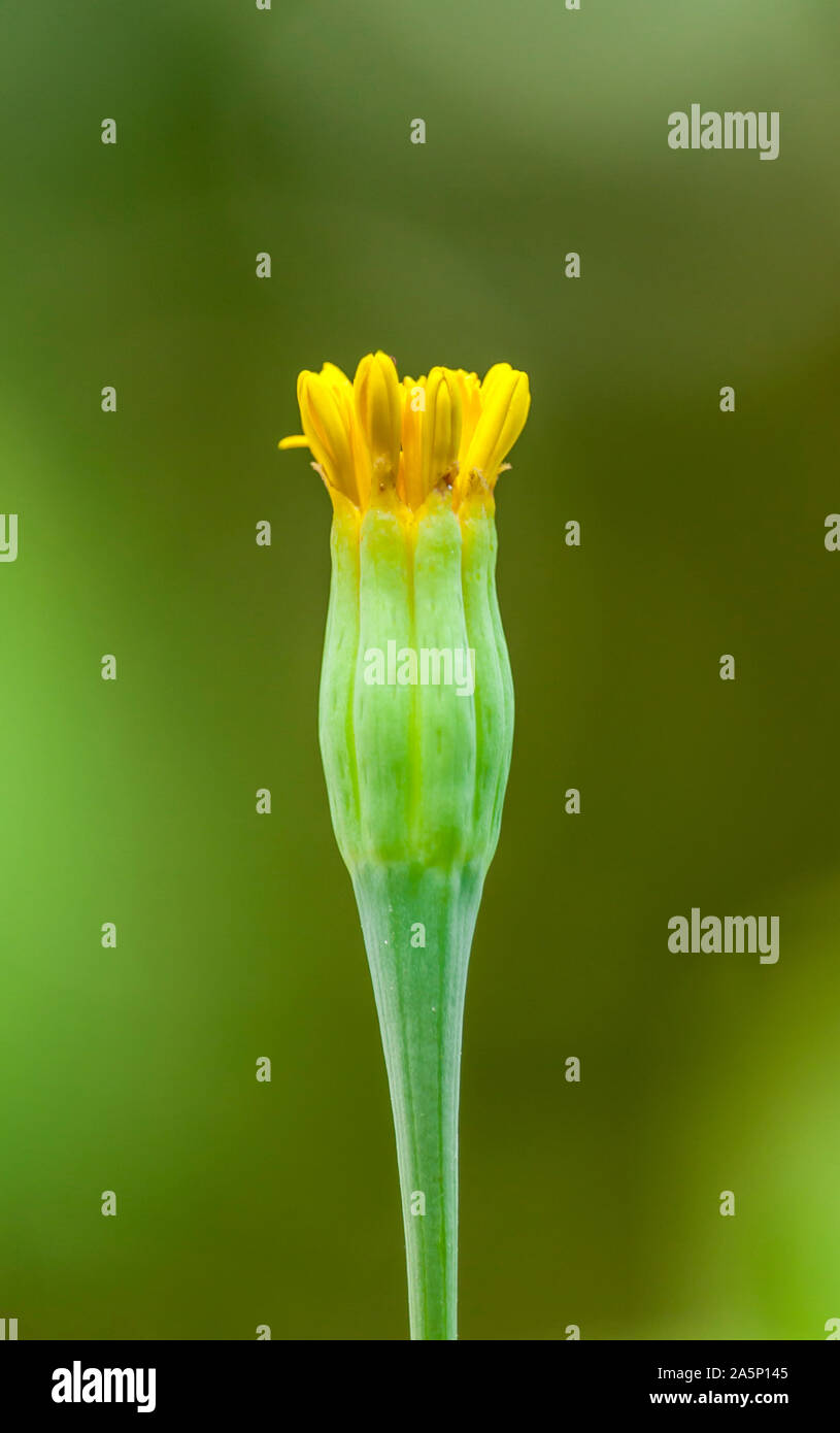 Blooming Marigold Flower Bud Stock Photo - Alamy