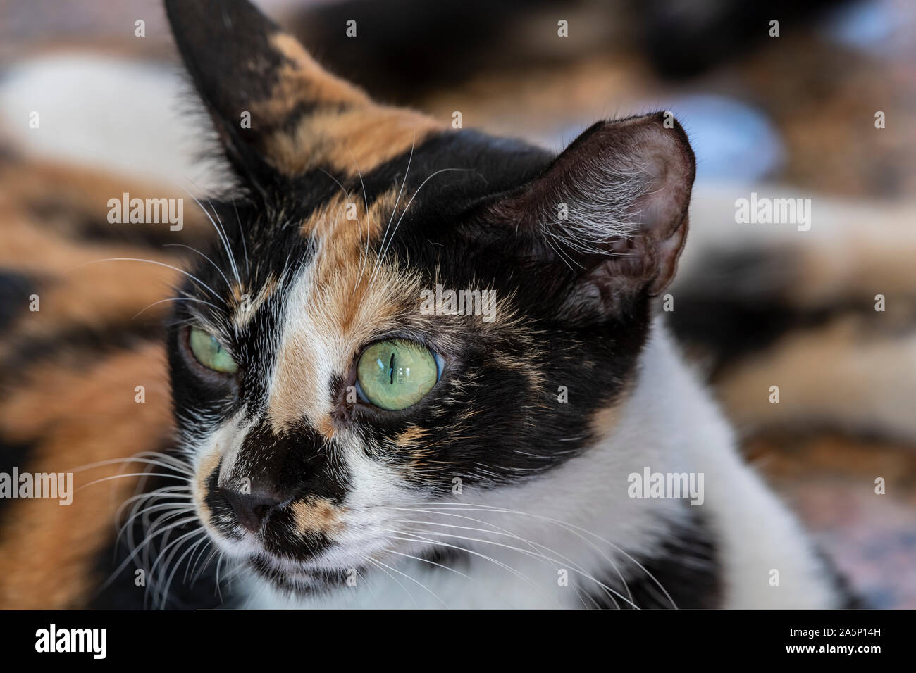 Multicoloured eyes hi-res stock photography and images - Alamy
