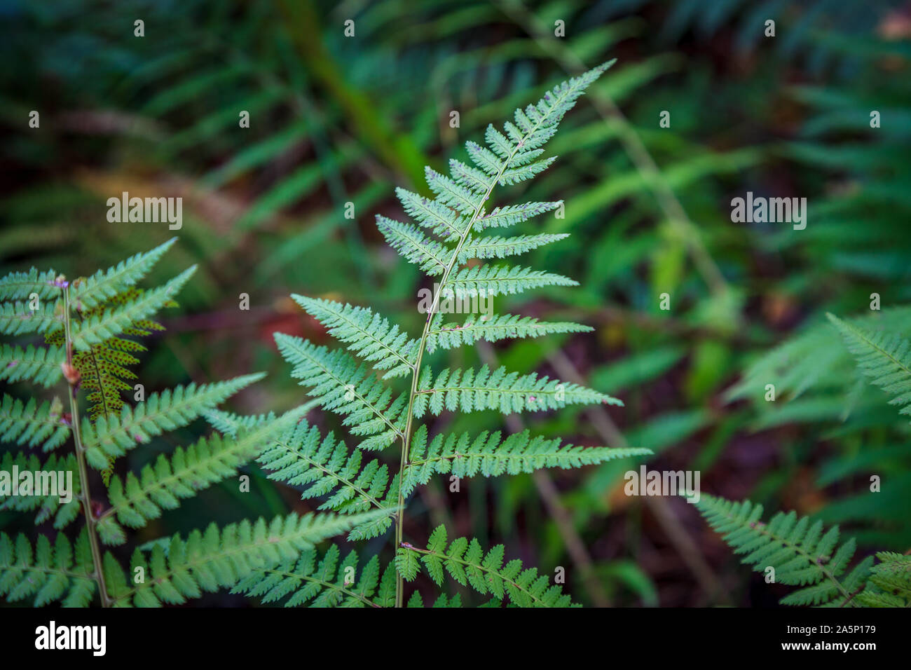 ferns in a forest in autumn - Filicophyta Stock Photo - Alamy
