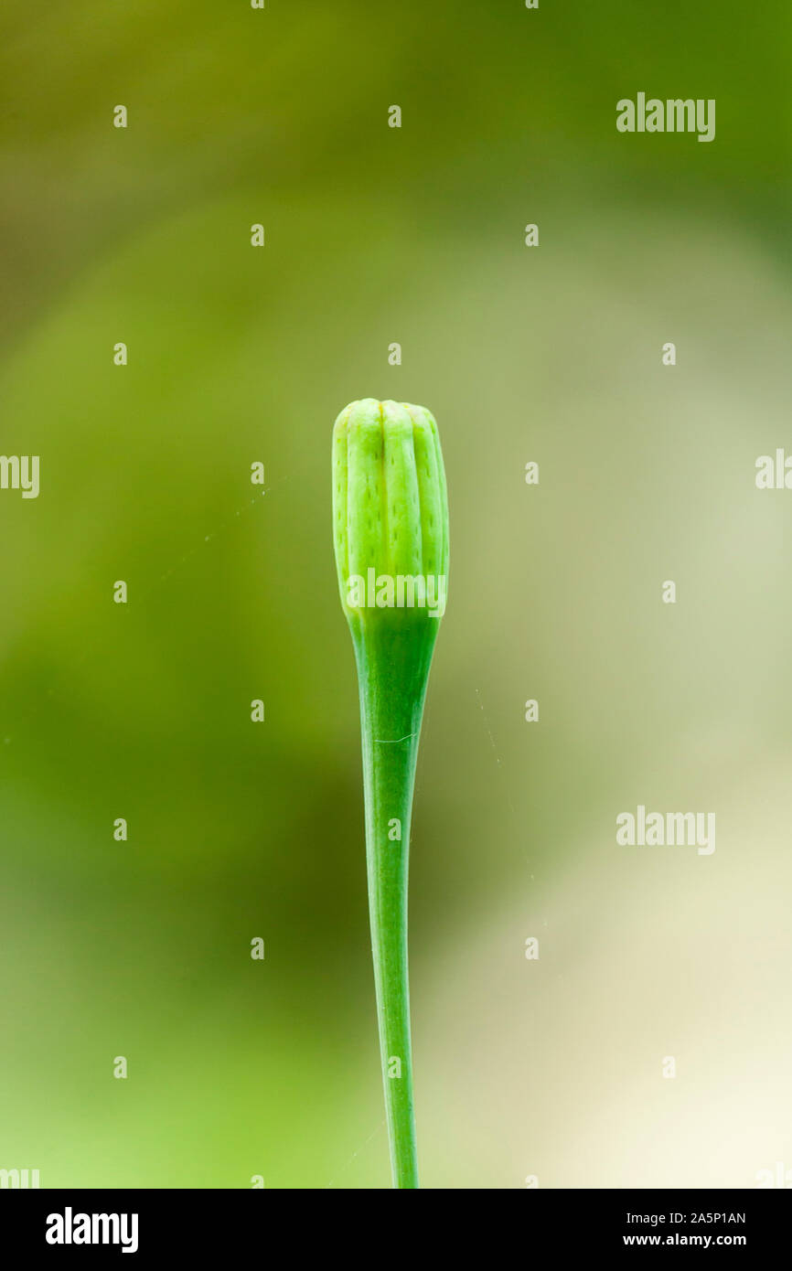 Blooming Marigold Flower Bud Stock Photo - Alamy