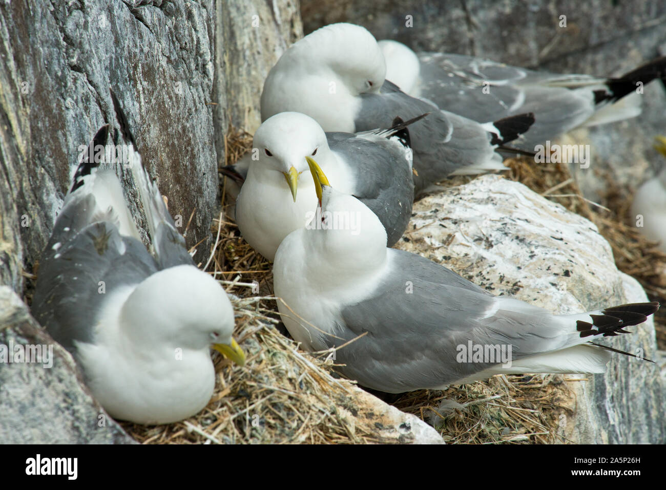 Kittiwakes (Larus tridactyla) nesting on thin cliff ledges. Farne ...