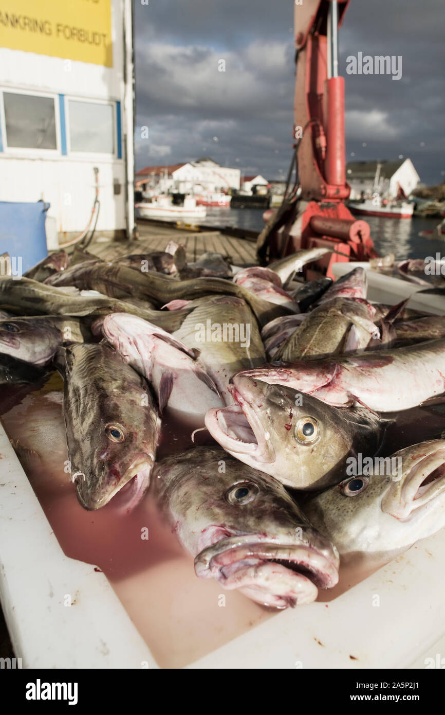 Norway haddocks hi-res stock photography and images - Alamy