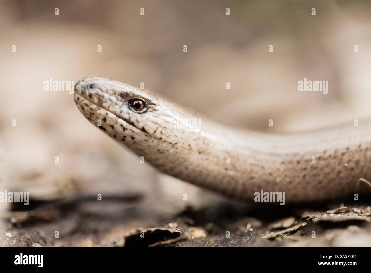 Close up of snake Stock Photo - Alamy