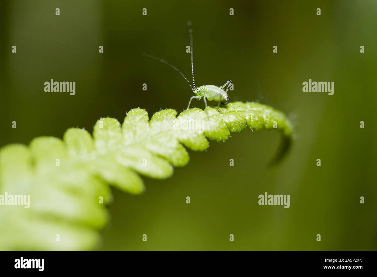 Bug on fern Stock Photo - Alamy