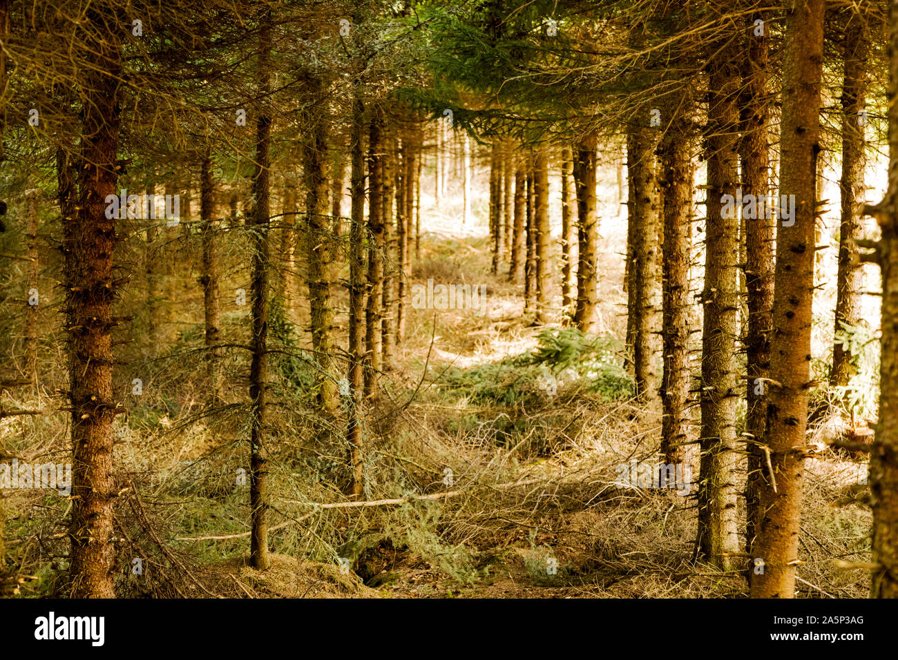 Trees in forest Stock Photo - Alamy