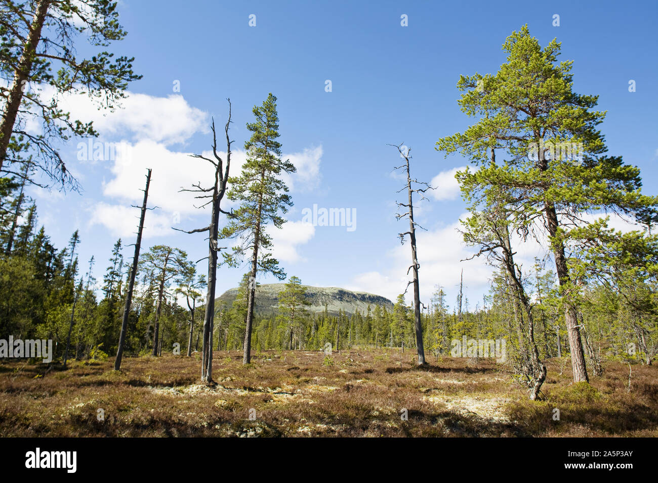 Sparse forest hi-res stock photography and images - Alamy