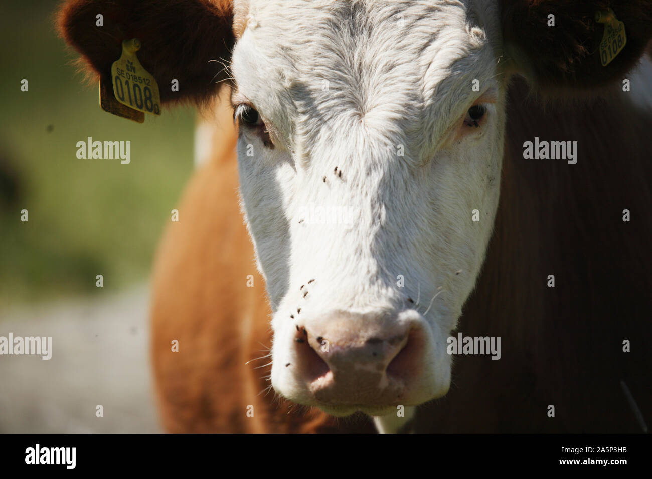 Cow looking at camera Stock Photo - Alamy