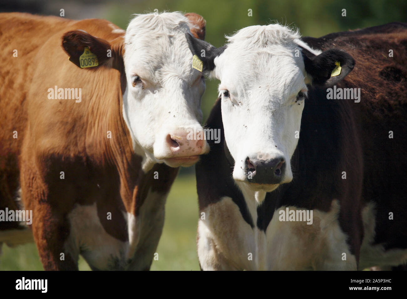 Kossa High Resolution Stock Photography and Images - Alamy