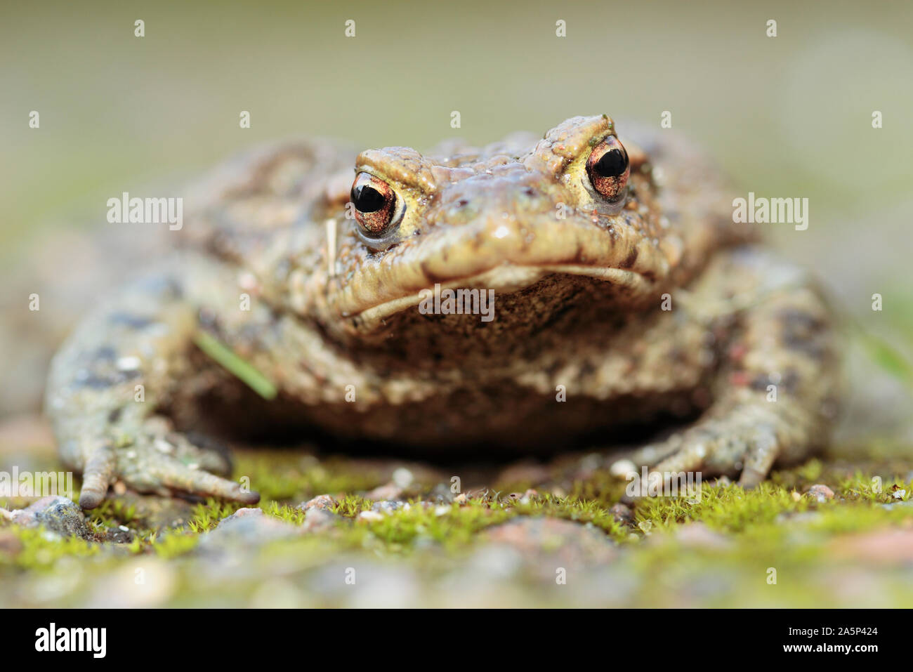 Toads of scandinavia hi-res stock photography and images - Alamy