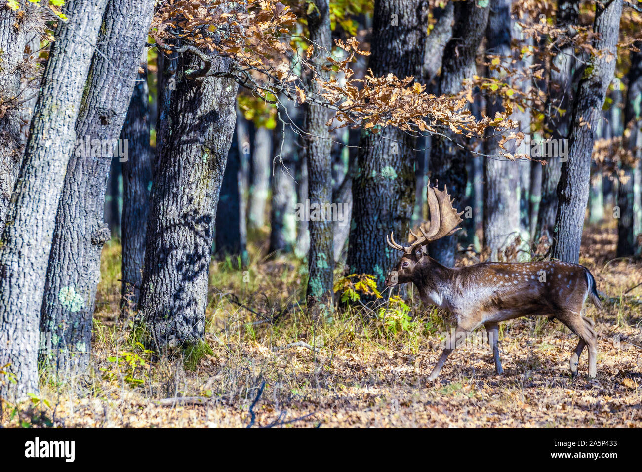 Trophy fallow deer hi-res stock photography and images - Alamy