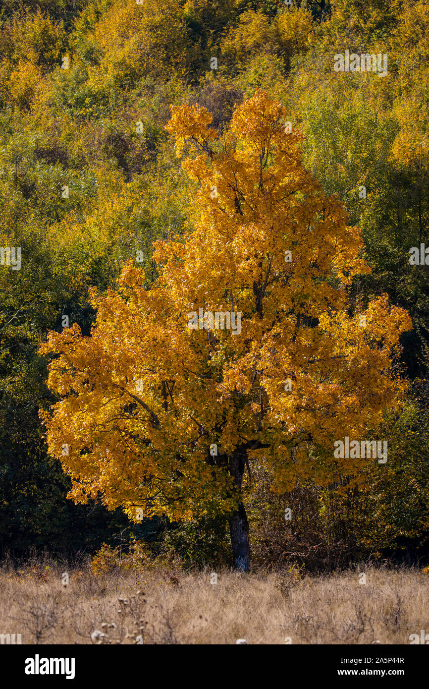 Huge centennial oak tree in hi-res stock photography and images - Alamy