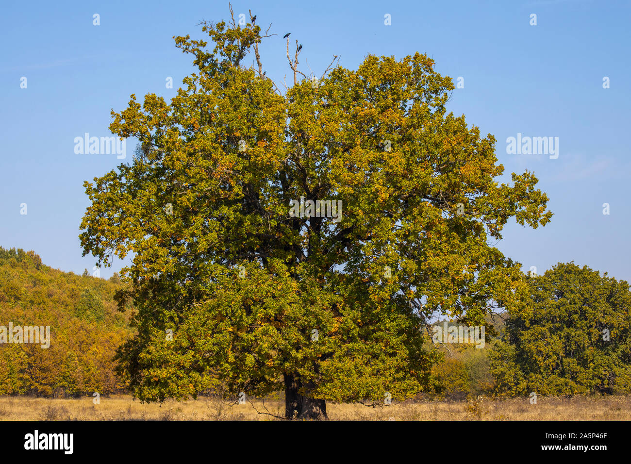 Huge centennial oak tree on a field in the autumn Stock Photo - Alamy