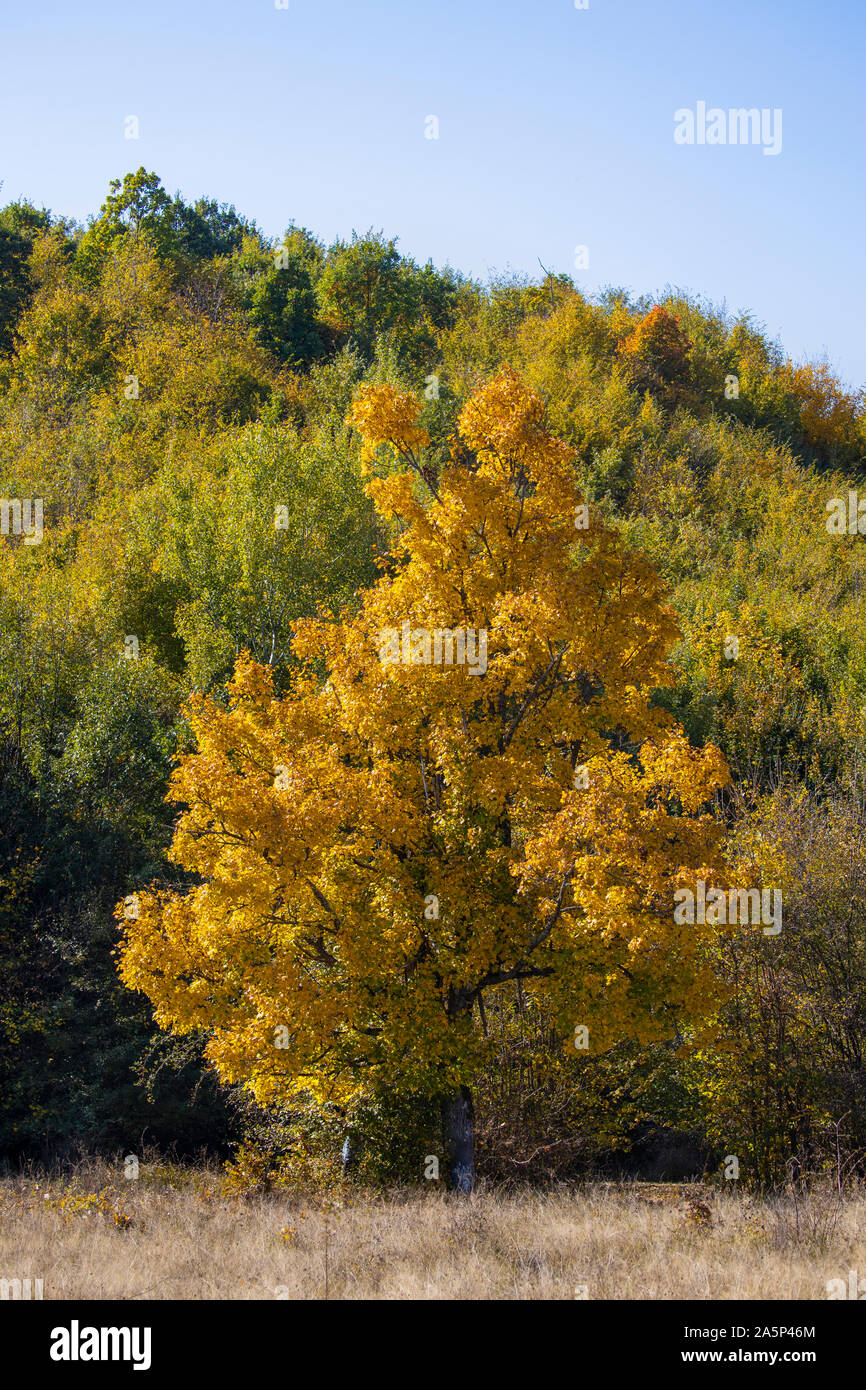 Huge centennial oak tree in hi-res stock photography and images - Alamy