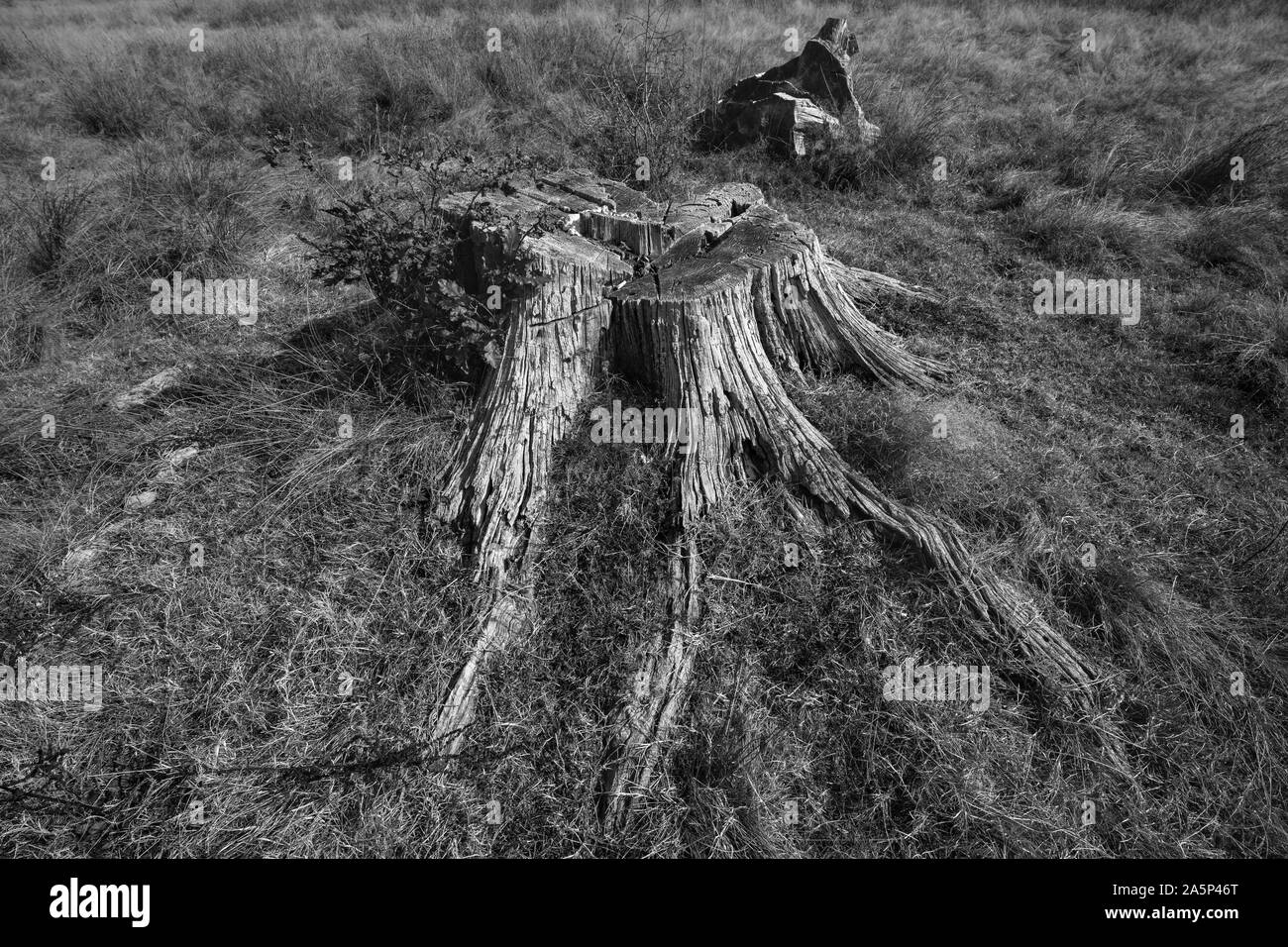 Tree bark trunk from Black and White Stock Photos & Images - Alamy