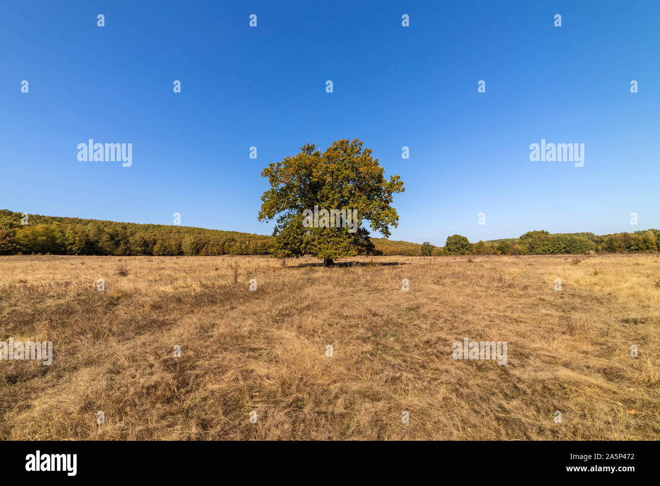 Huge centennial oak tree in hi-res stock photography and images - Alamy