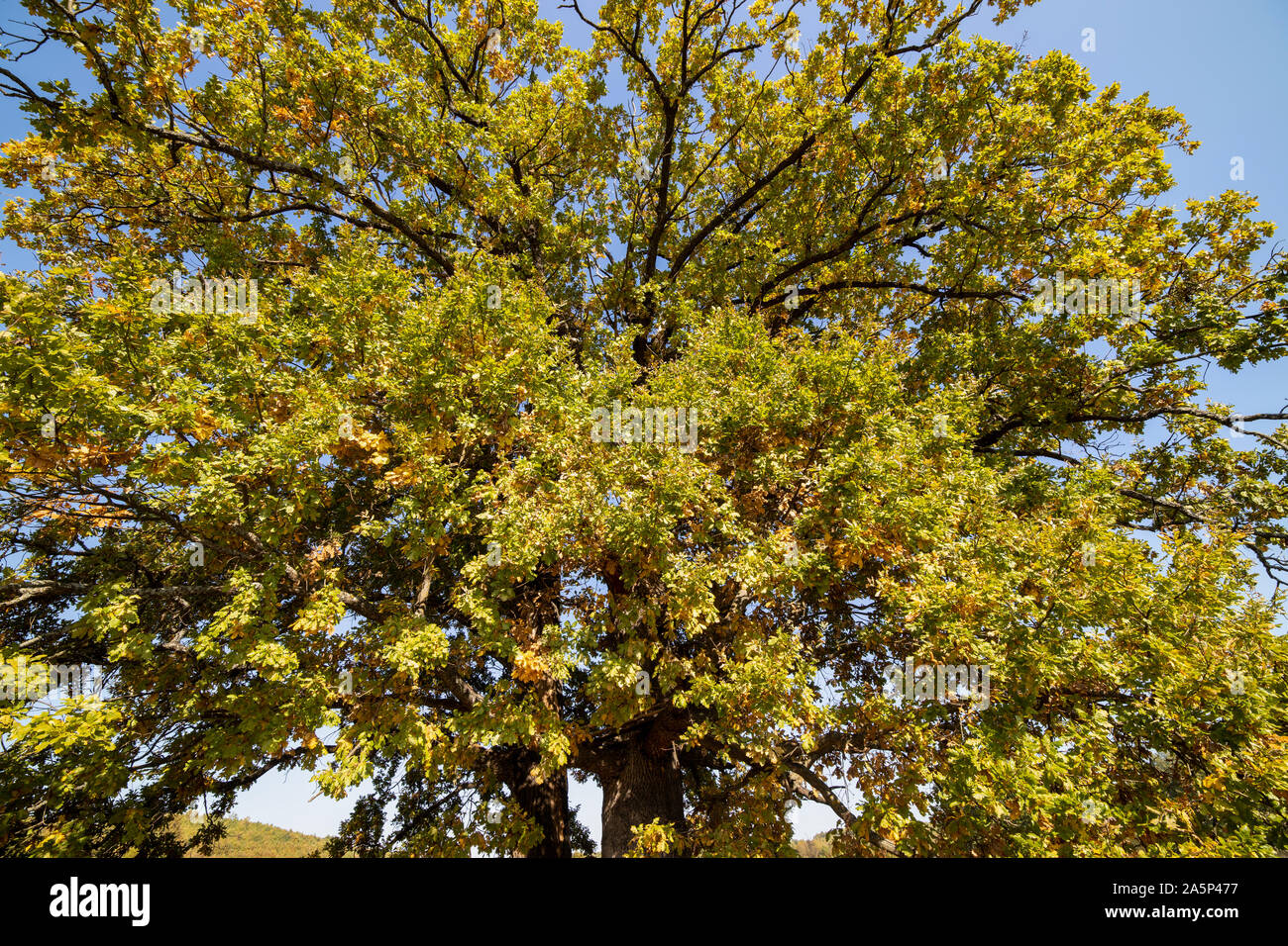 Huge centennial oak tree on a field in the autumn Stock Photo - Alamy