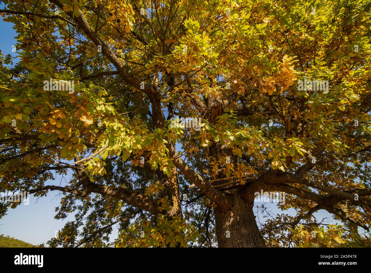 Huge centennial oak tree in hi-res stock photography and images - Alamy