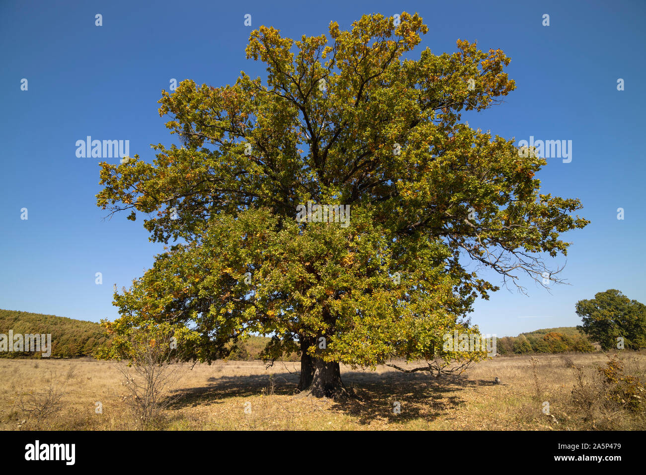 Huge centennial oak tree in hi-res stock photography and images - Alamy