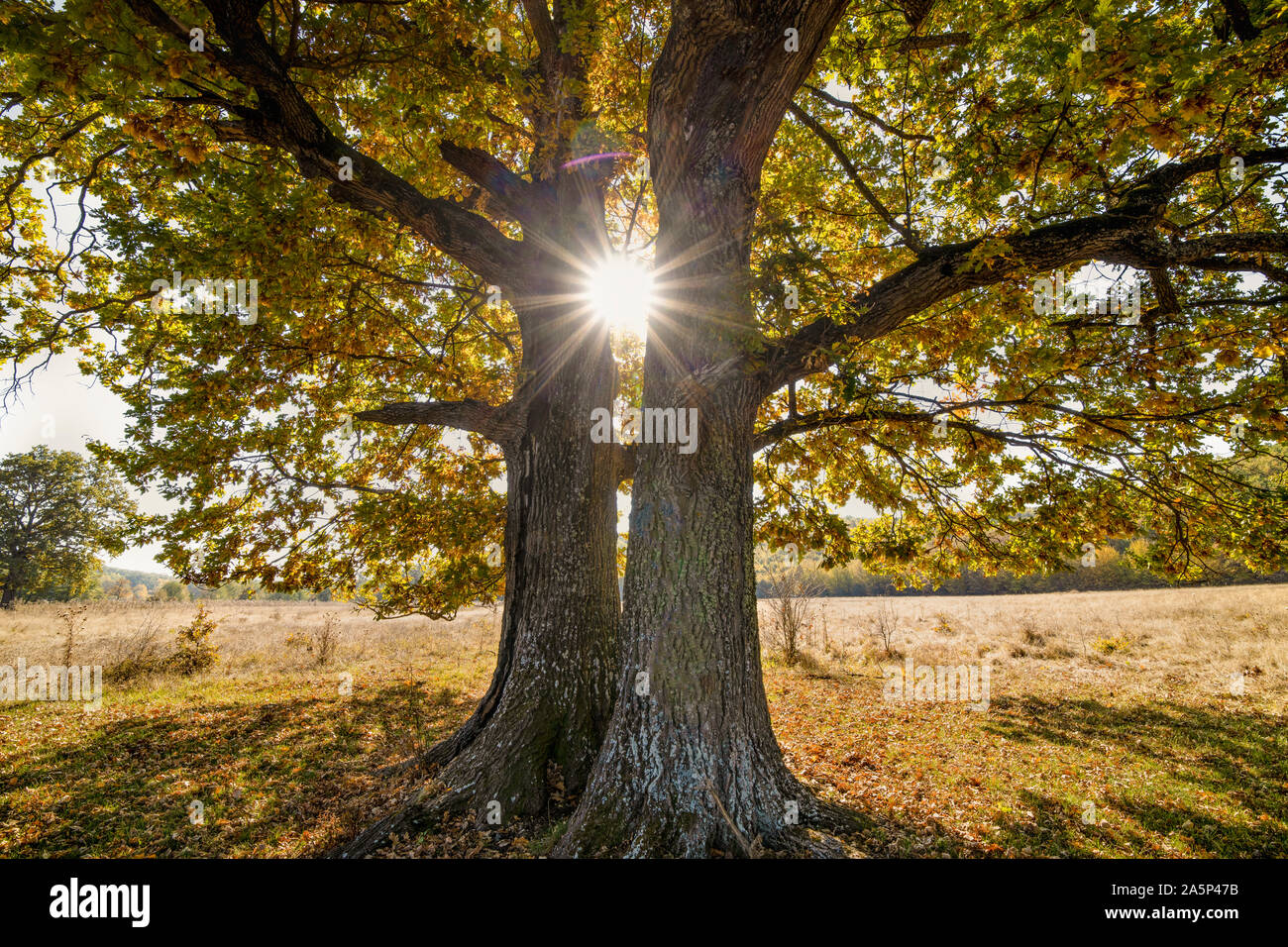 Sun Rays Through A Big Tree Crown. Beautiful Autumn landscape Stock ...