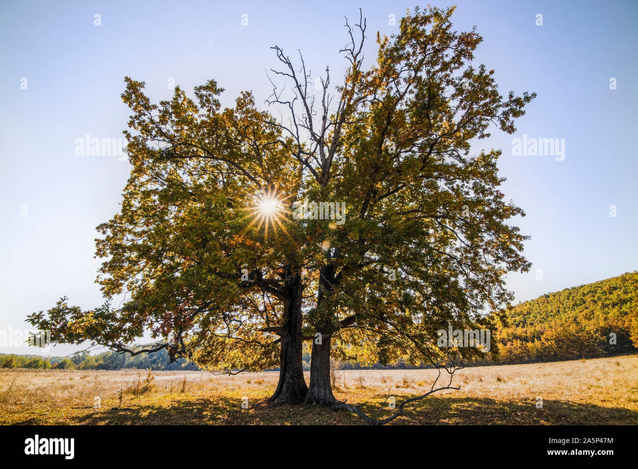 Big leaf maple crown hi-res stock photography and images - Alamy