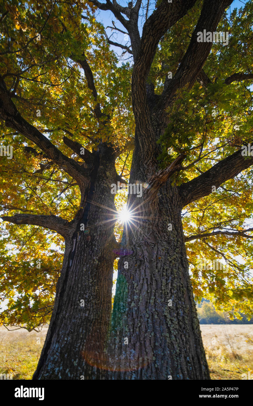 Sun Rays Through A Big Tree Crown. Beautiful Autumn landscape Stock ...