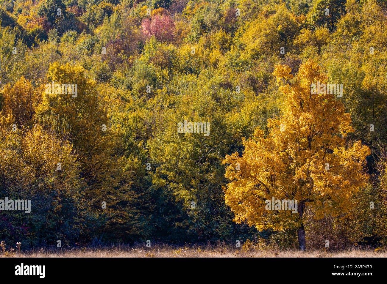 Huge centennial oak tree in hi-res stock photography and images - Alamy