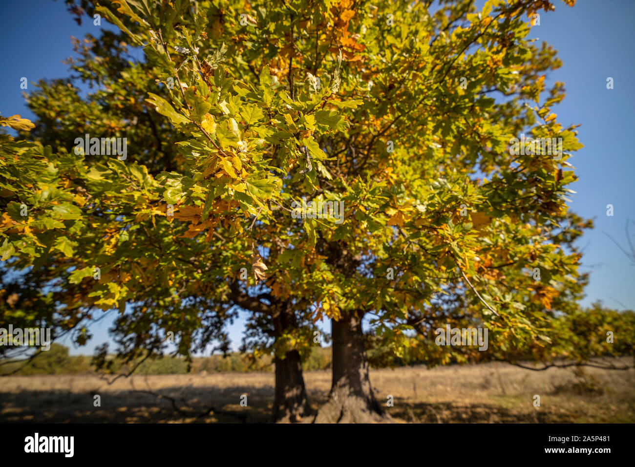Huge centennial oak tree in hi-res stock photography and images - Alamy
