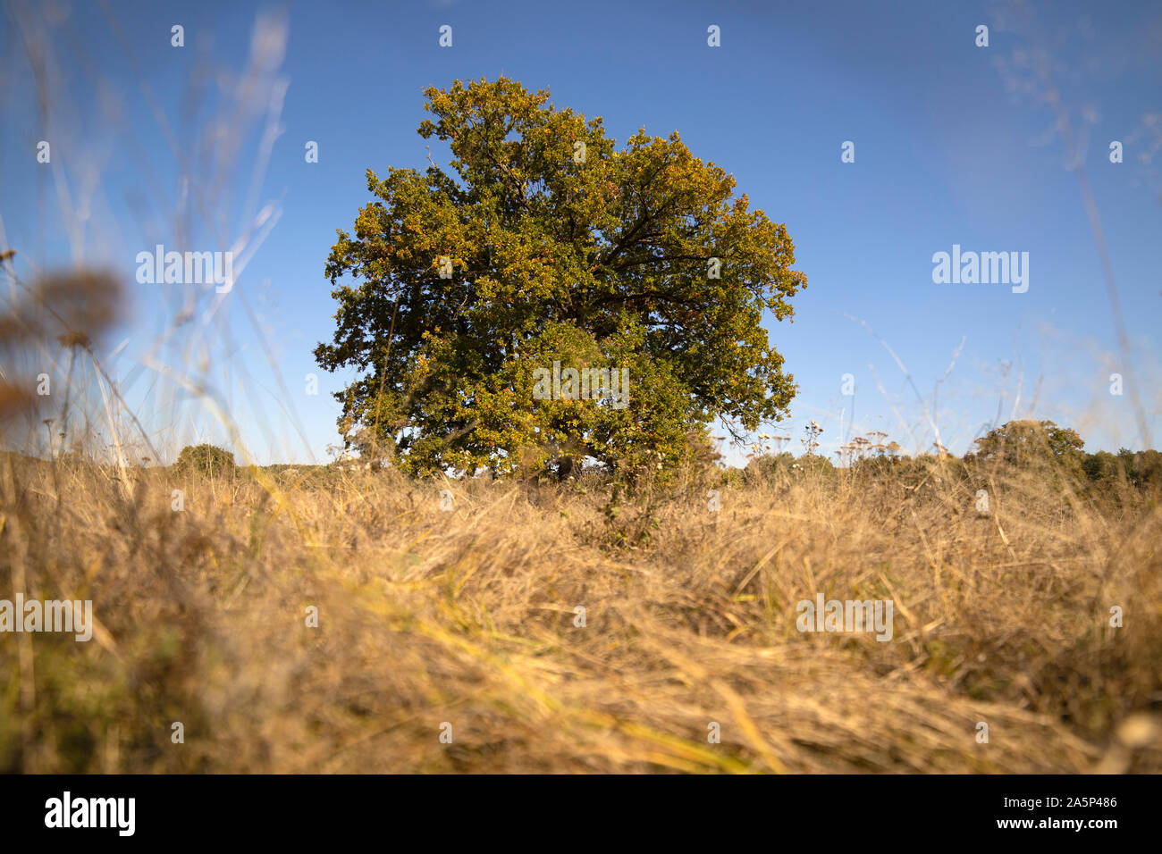 Huge centennial oak tree on a field in the autumn Stock Photo - Alamy
